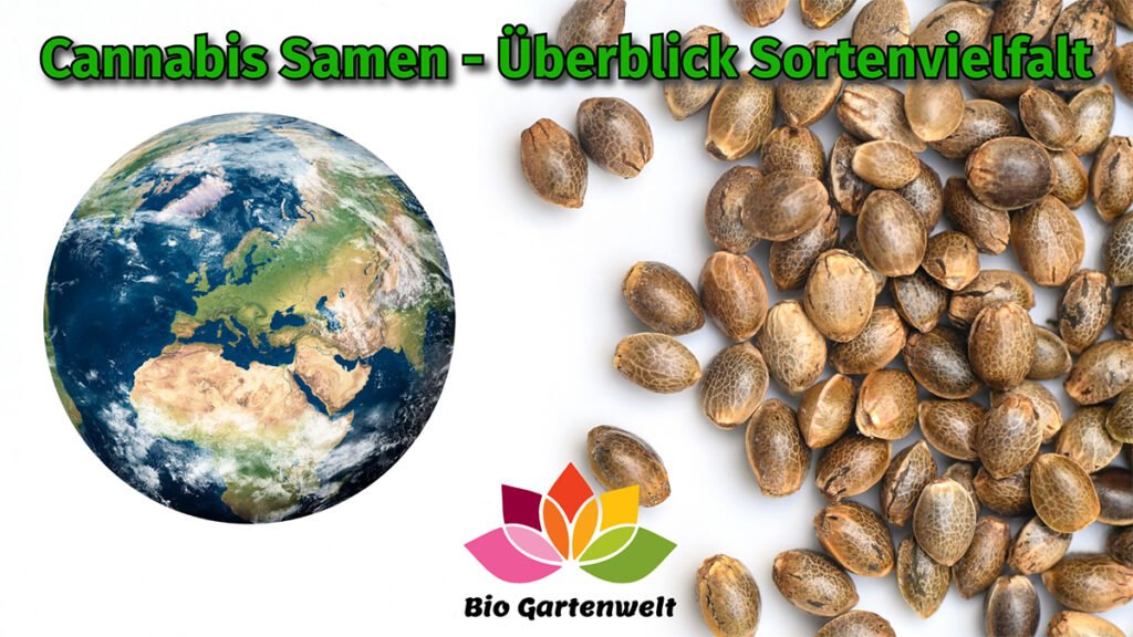 Cannabis Samen - Überblick über die Sortenvielfalt am Markt